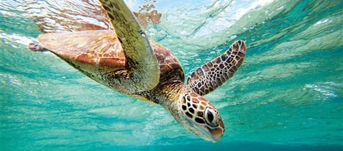 Liberty International DMC: Your One-Stop Shop for MICE in New Zealand